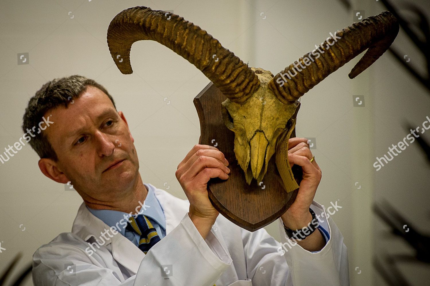 Dr Andrew Kitchener Principal Curator Vertibrates Editorial Stock Photo ...