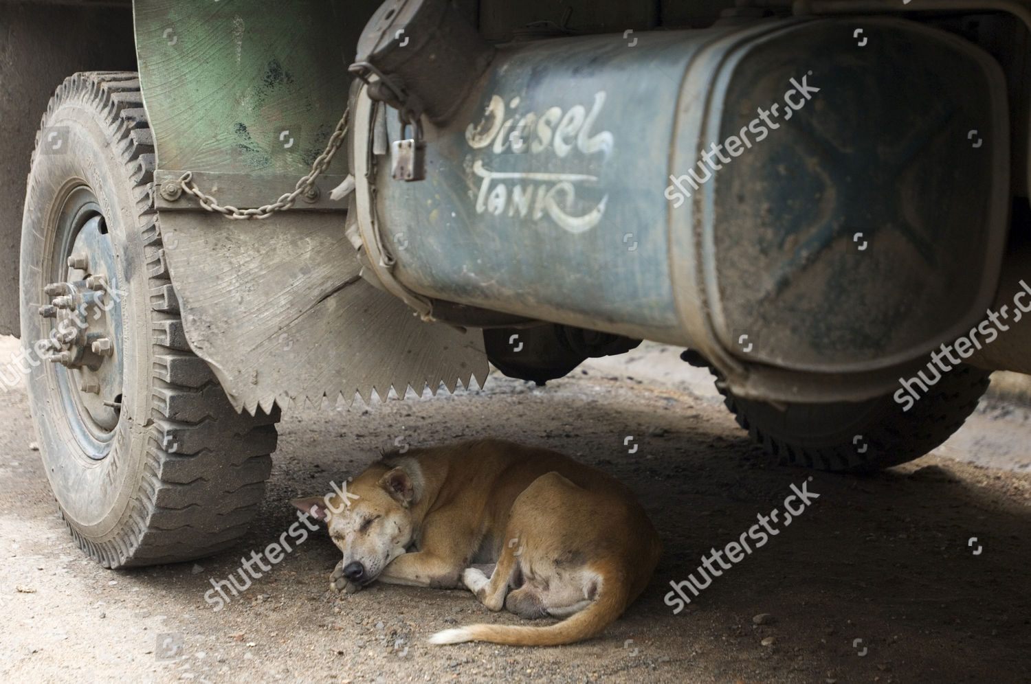 One Many Neglected Indian Stray Dogs Editorial Stock Photo - Stock ...