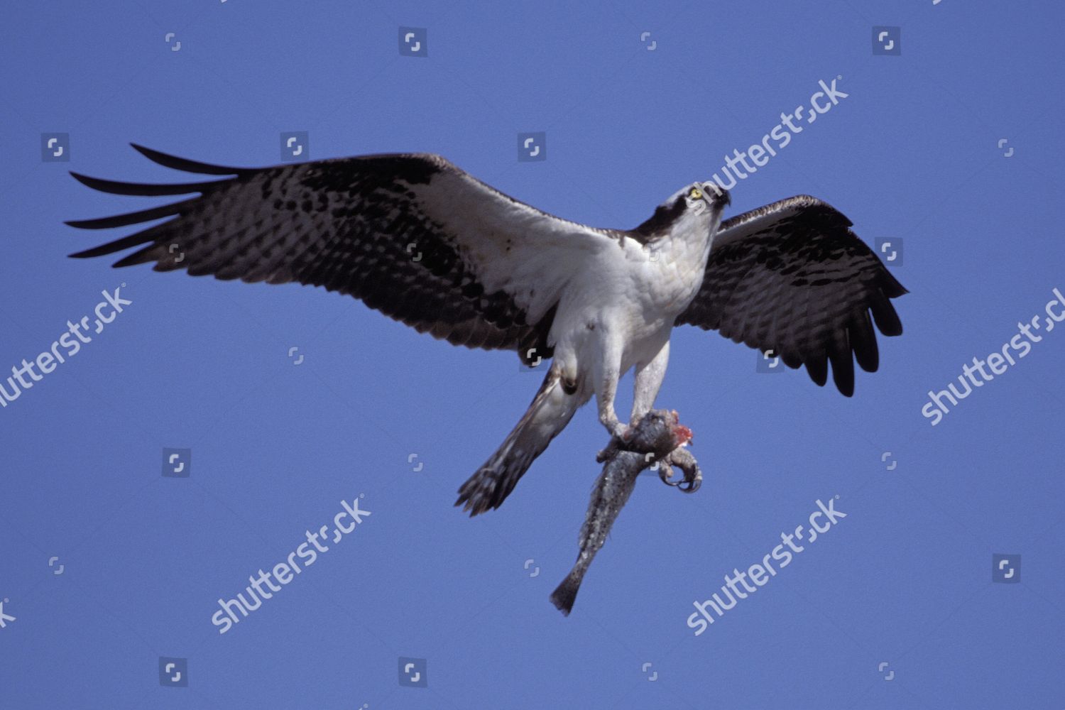 Osprey Pandion Haliaetus Flying Fish Claws Editorial Stock Photo ...