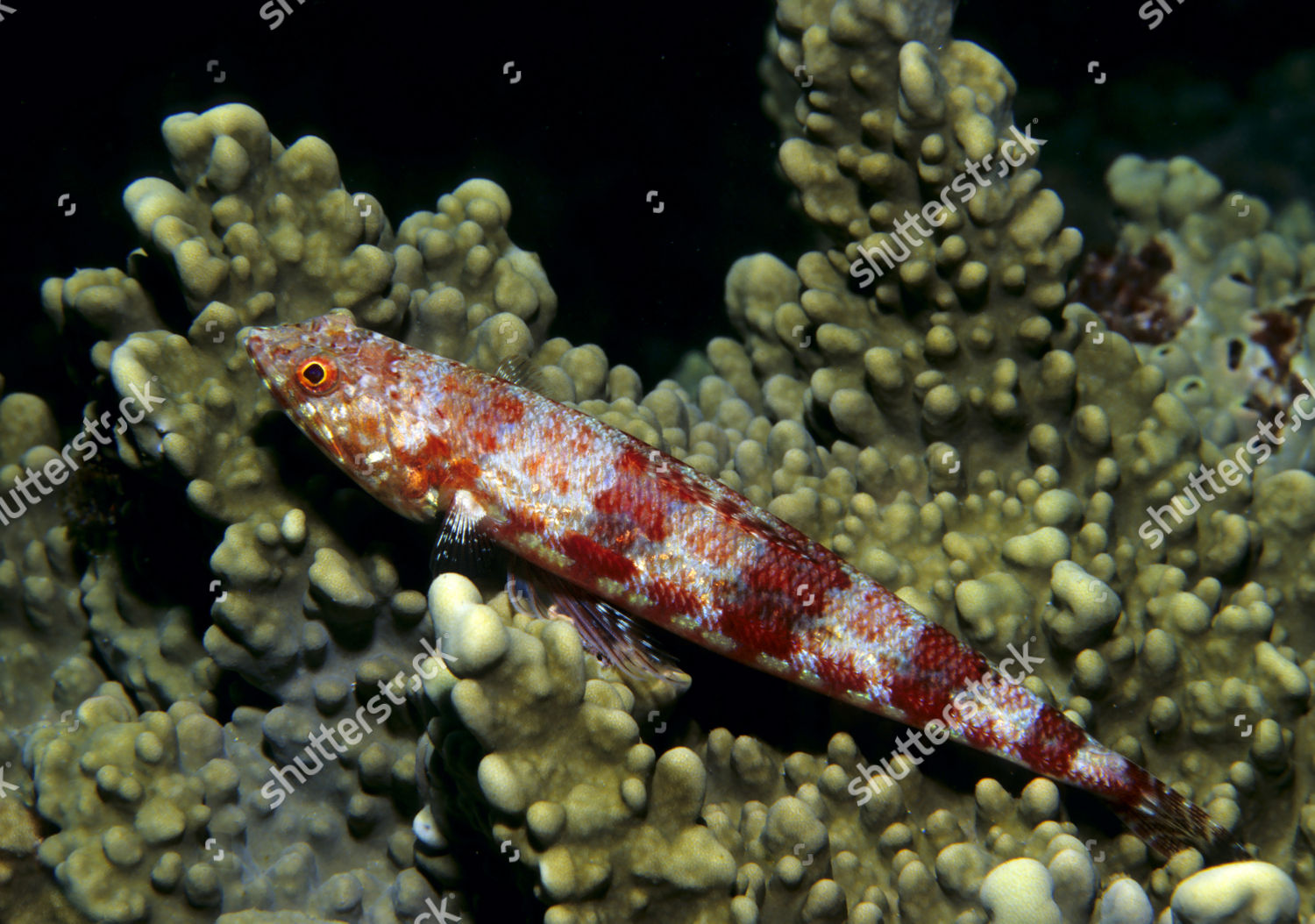 Variegated Lizardfish Synodus Variegatus Waiting Food Editorial Stock ...