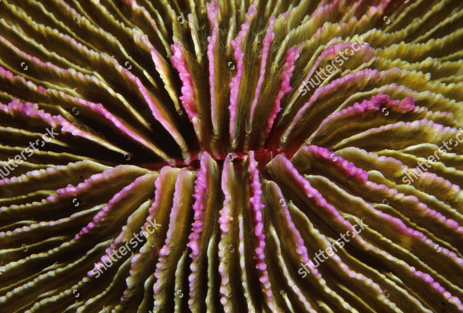 Purple Coloured Ellisella Coral Ellisella Sp Editorial Stock Photo ...