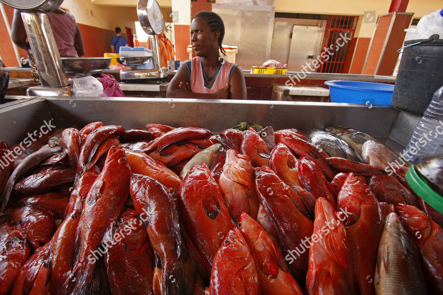 Fish Vendor Selling Fresh Red Fish Editorial Stock Photo - Stock Image ...