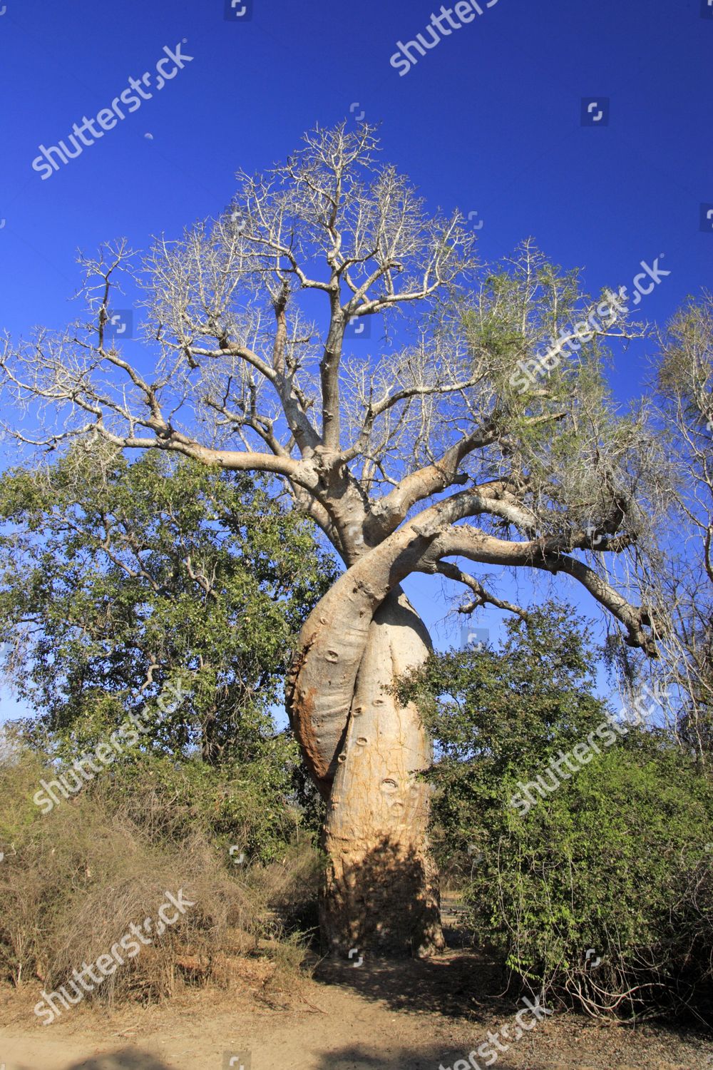 Baobab Tree Adansonia Grandidieri Renala Morondava Editorial Stock ...