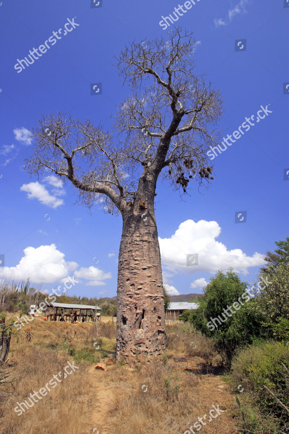 Baobab Tree Adansonia Grandidieri Renala Morondava Editorial Stock ...