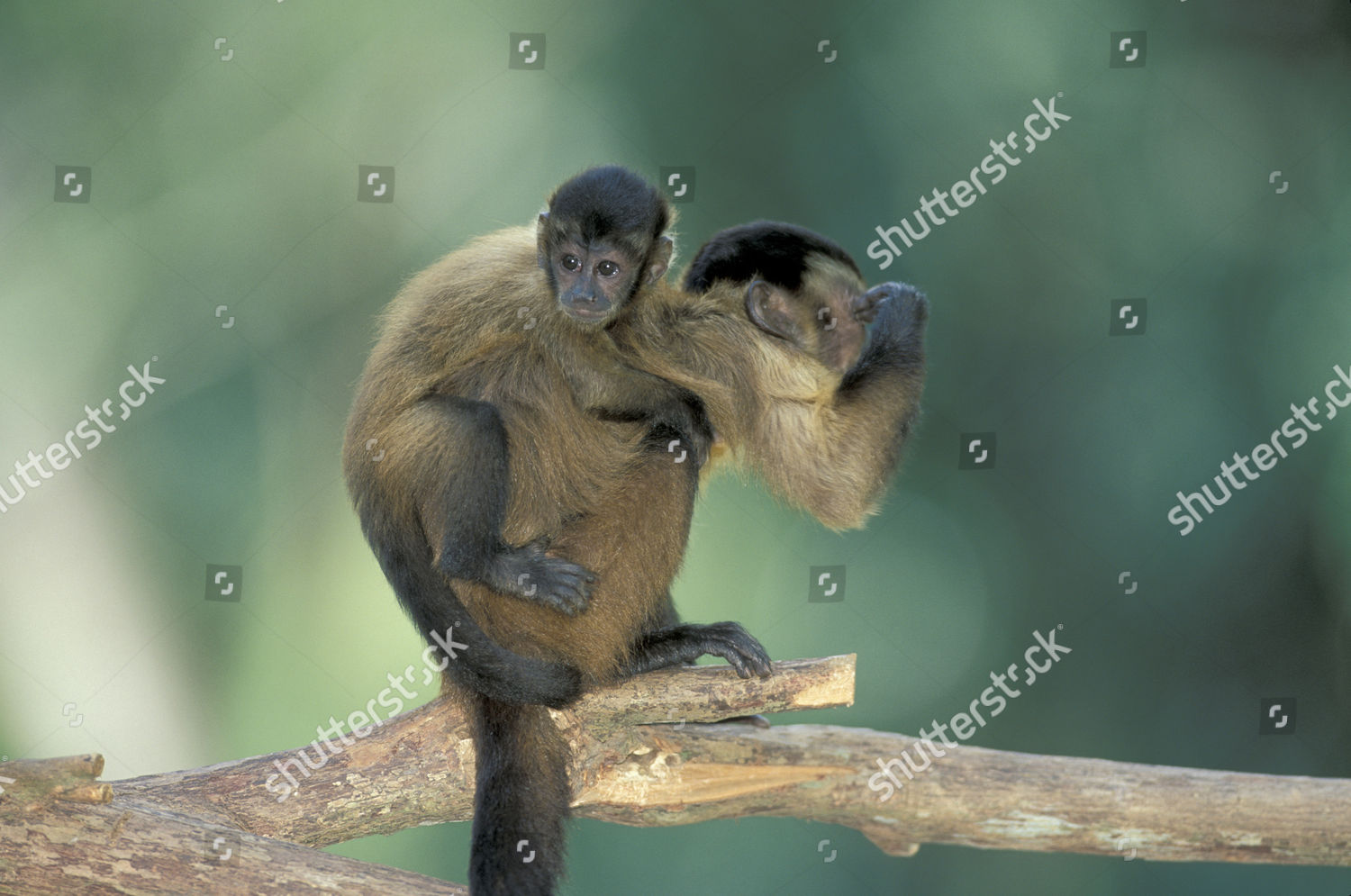 Weeper Blackcapped Capuchin Cebus Nigrivittatus Young Editorial Stock ...
