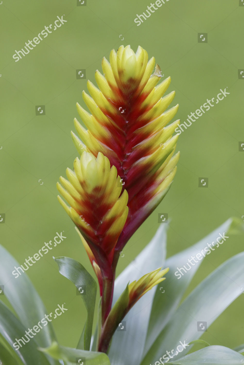 Bromelia Vriesea Psittacina Editorial Stock Photo - Stock Image | Shutterstock