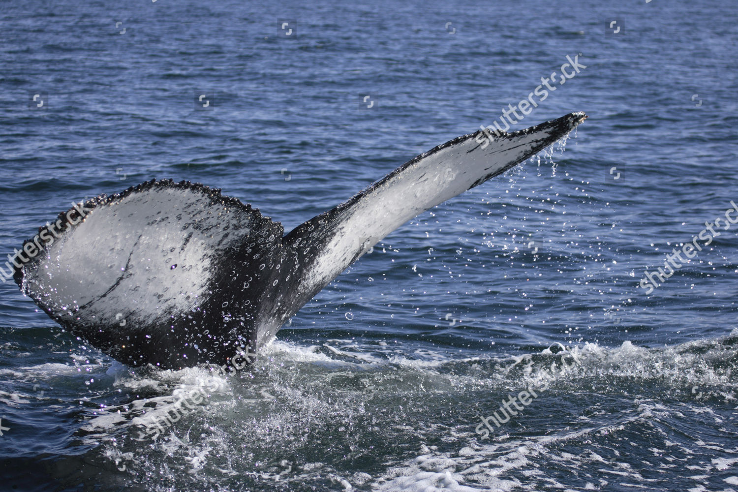 Fluke Fin Humpback Whale Megaptera Novaeangliae Editorial Stock Photo ...
