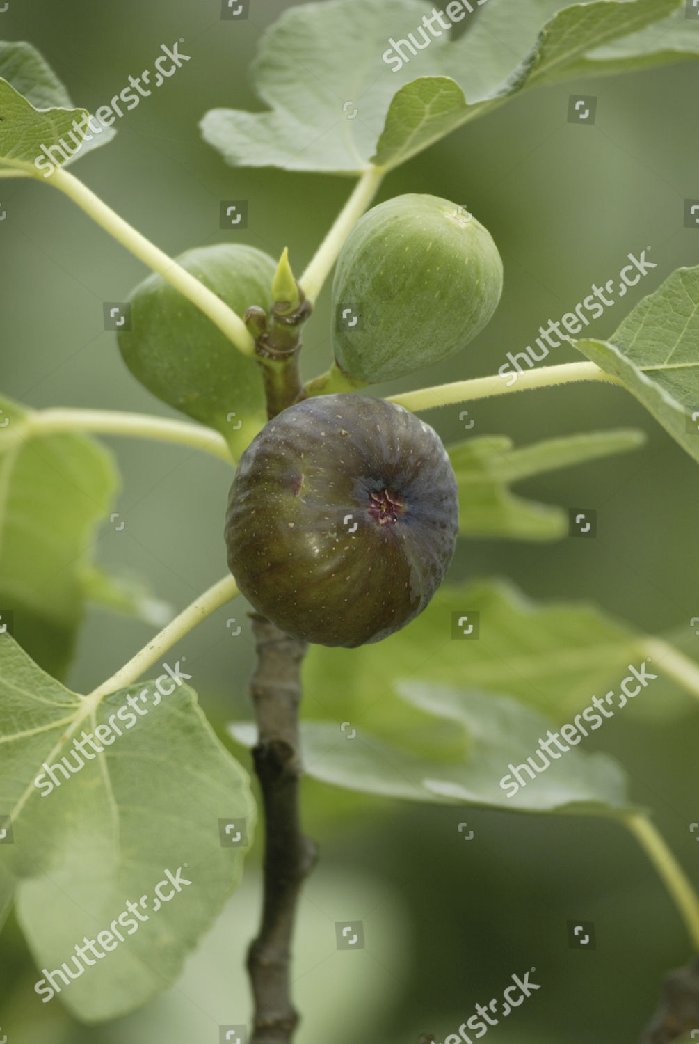 Common Fig Ficus Carica Fruit Editorial Stock Photo - Stock Image ...
