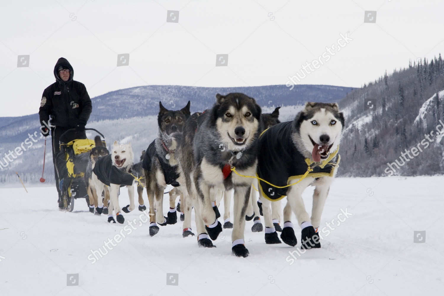 Yukon Quest Sled Dog Race Musher Editorial Stock Photo - Stock Image ...