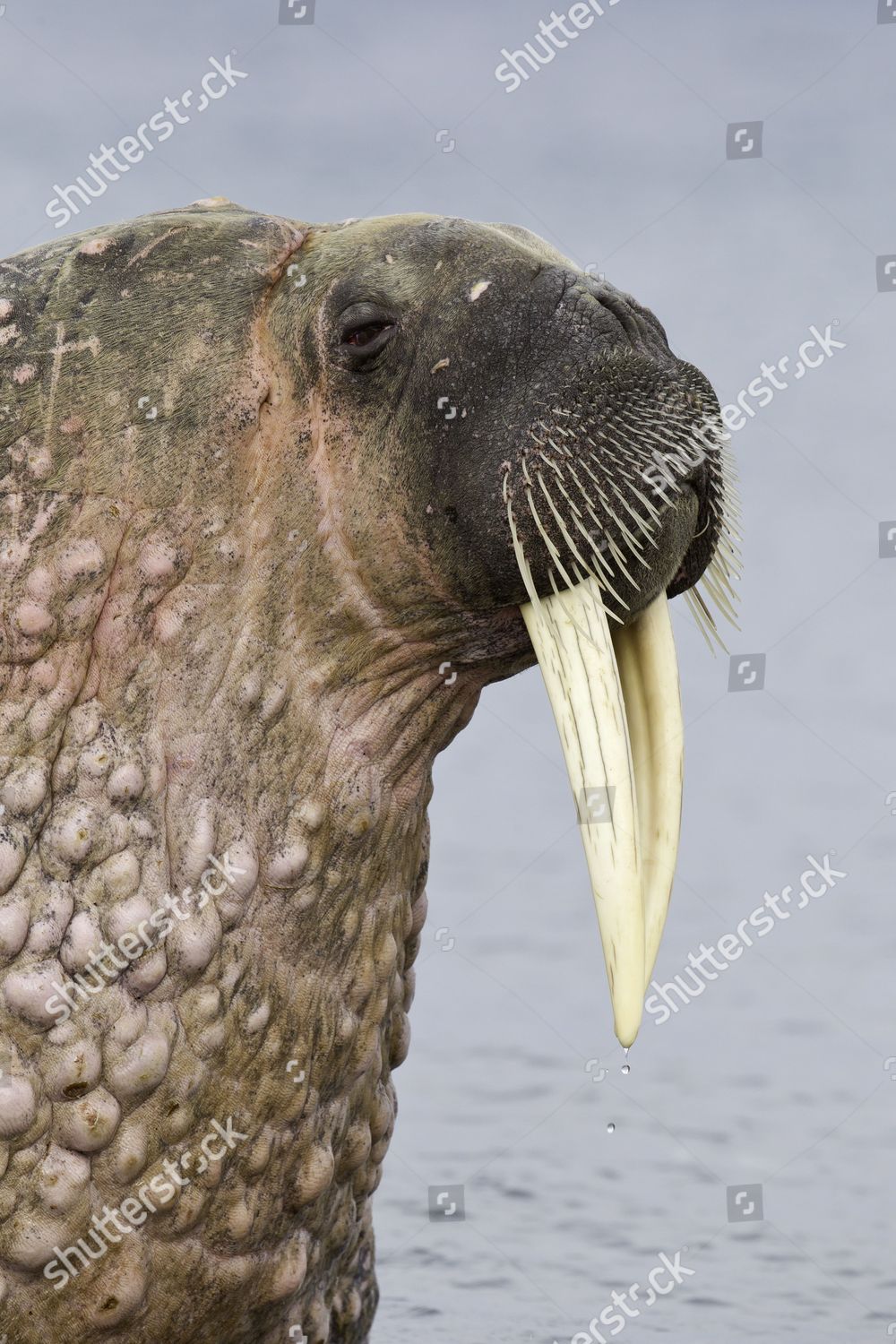 Walrus Editorial Stock Photo - Stock Image | Shutterstock