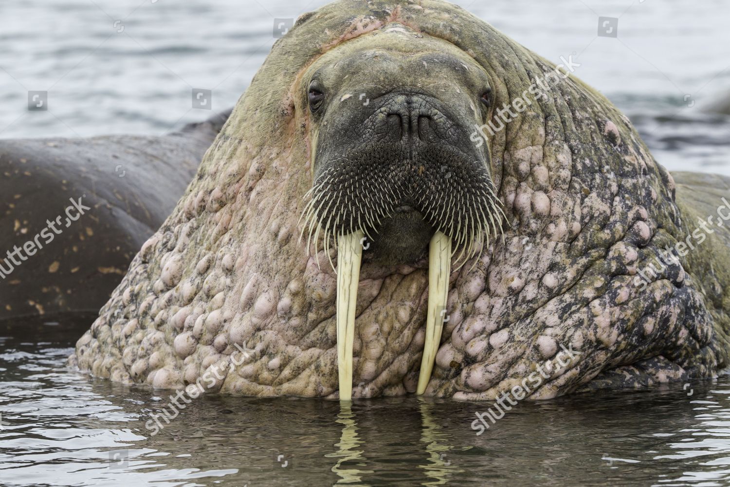 Walrus Editorial Stock Photo - Stock Image | Shutterstock