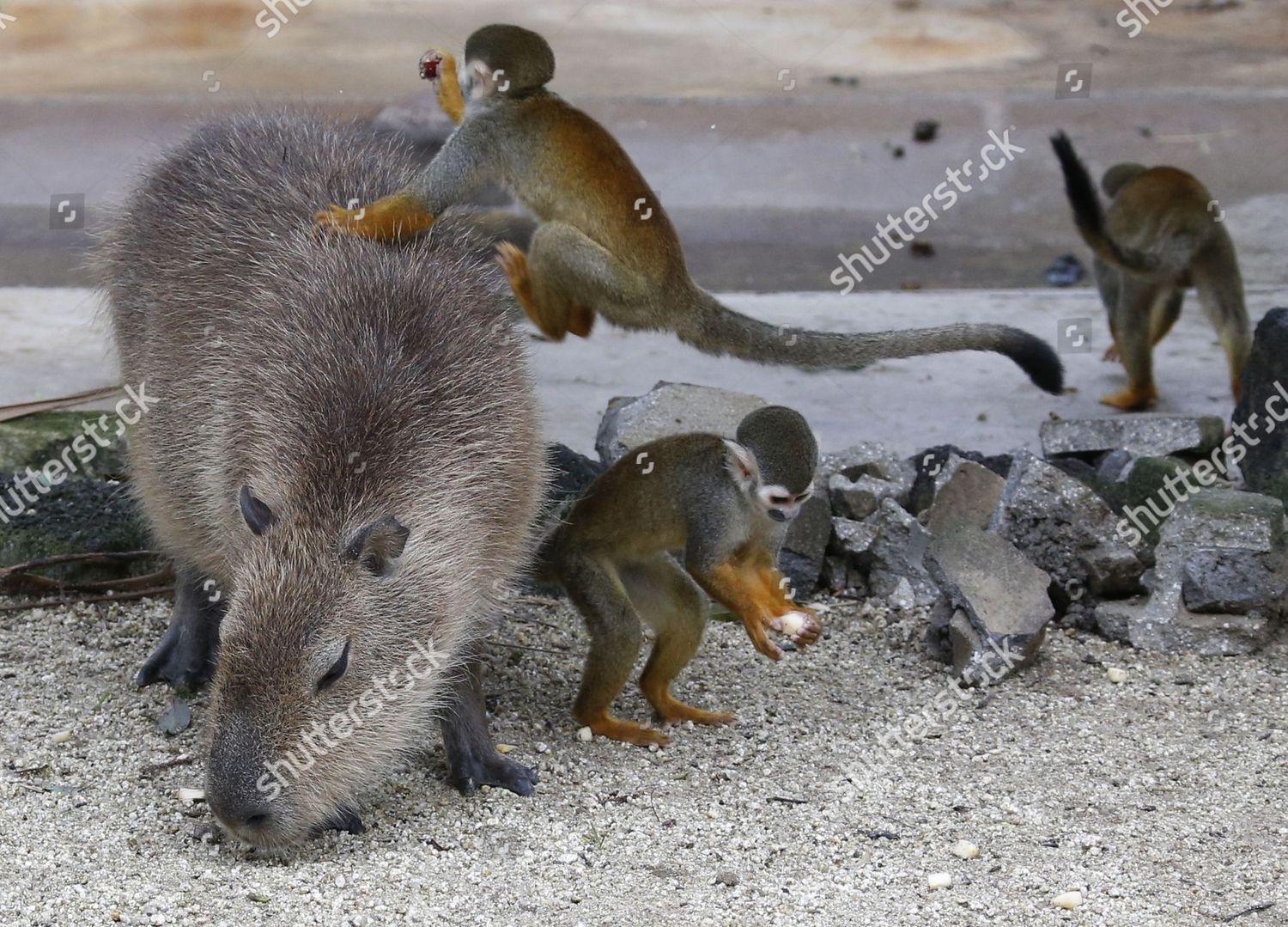 Squirrel Monkeys Capybara Editorial Stock Photo - Stock Image ...