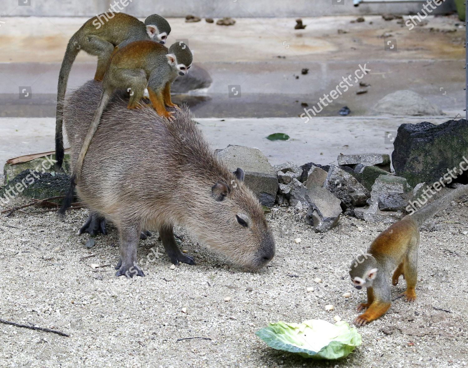 Squirrel Monkeys Sitting On Capybara They Editorial Stock Photo - Stock ...