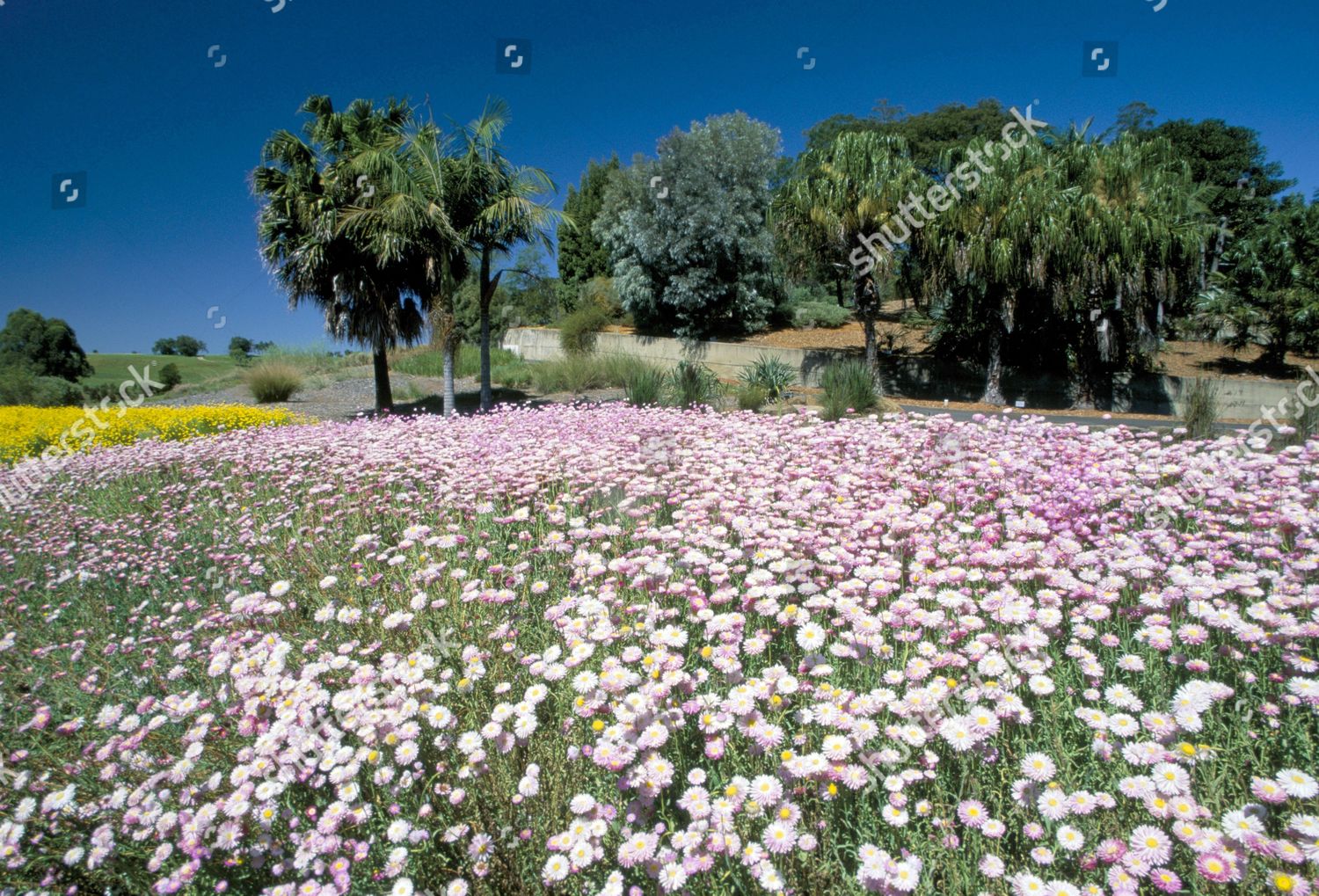 Wildflower Display Mount Annan Botanic Gardens Editorial Stock Photo ...