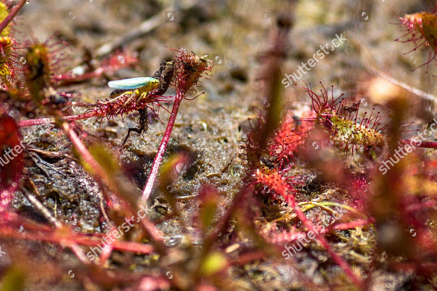 Various Insects Captured By Sticky Hairs Editorial Stock Photo - Stock ...