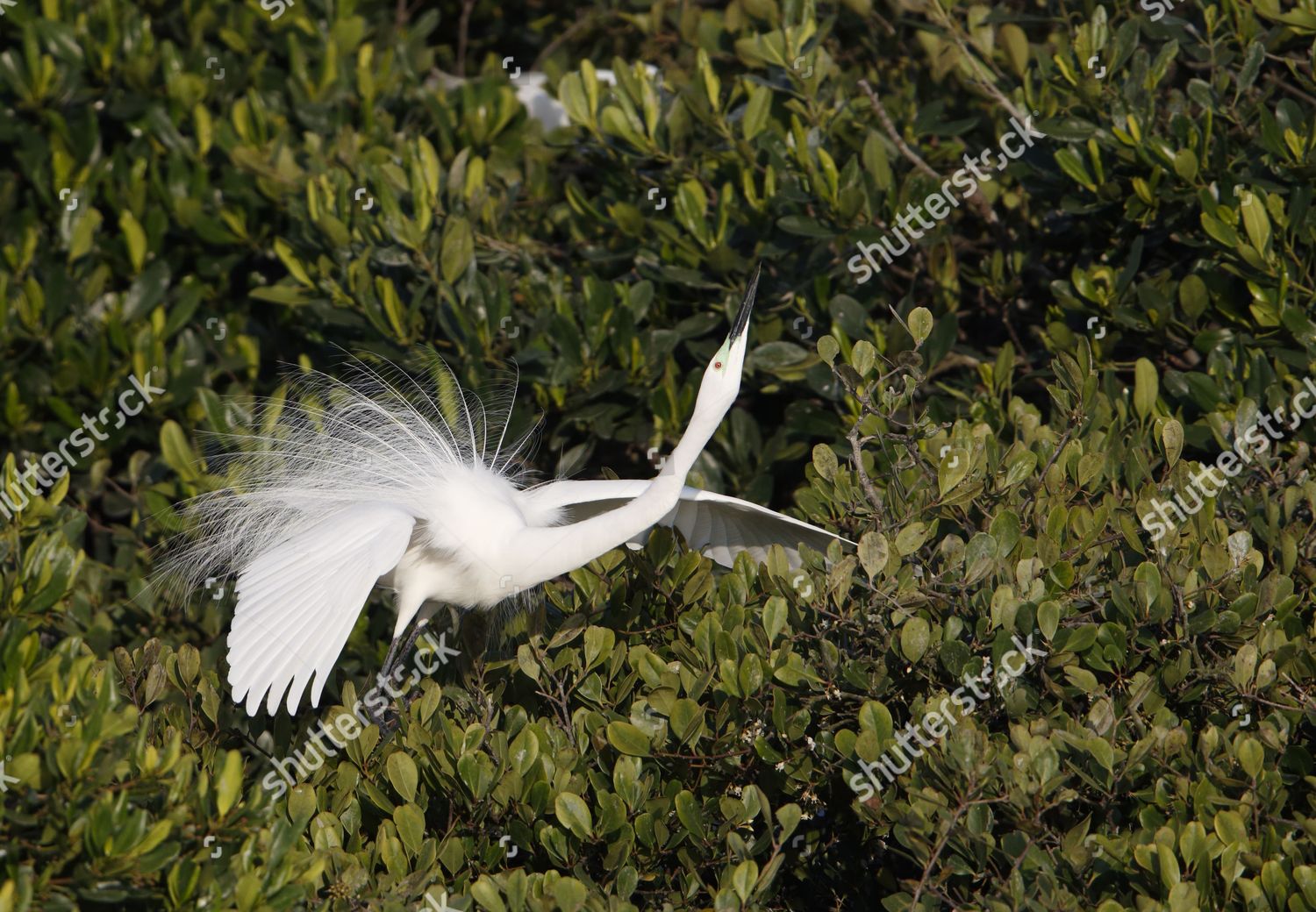 Eastern Great Egret Ardea Alba Modesta Editorial Stock Photo - Stock ...