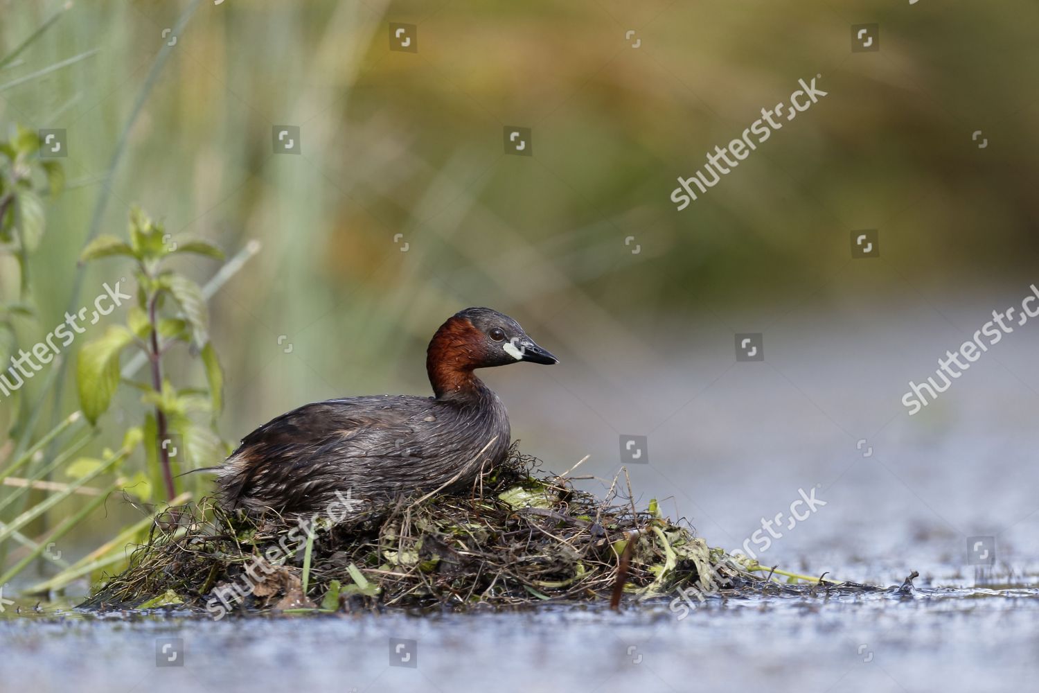 Little Grebe Tachybaptus Ruficollis Adult Breeding Editorial Stock ...