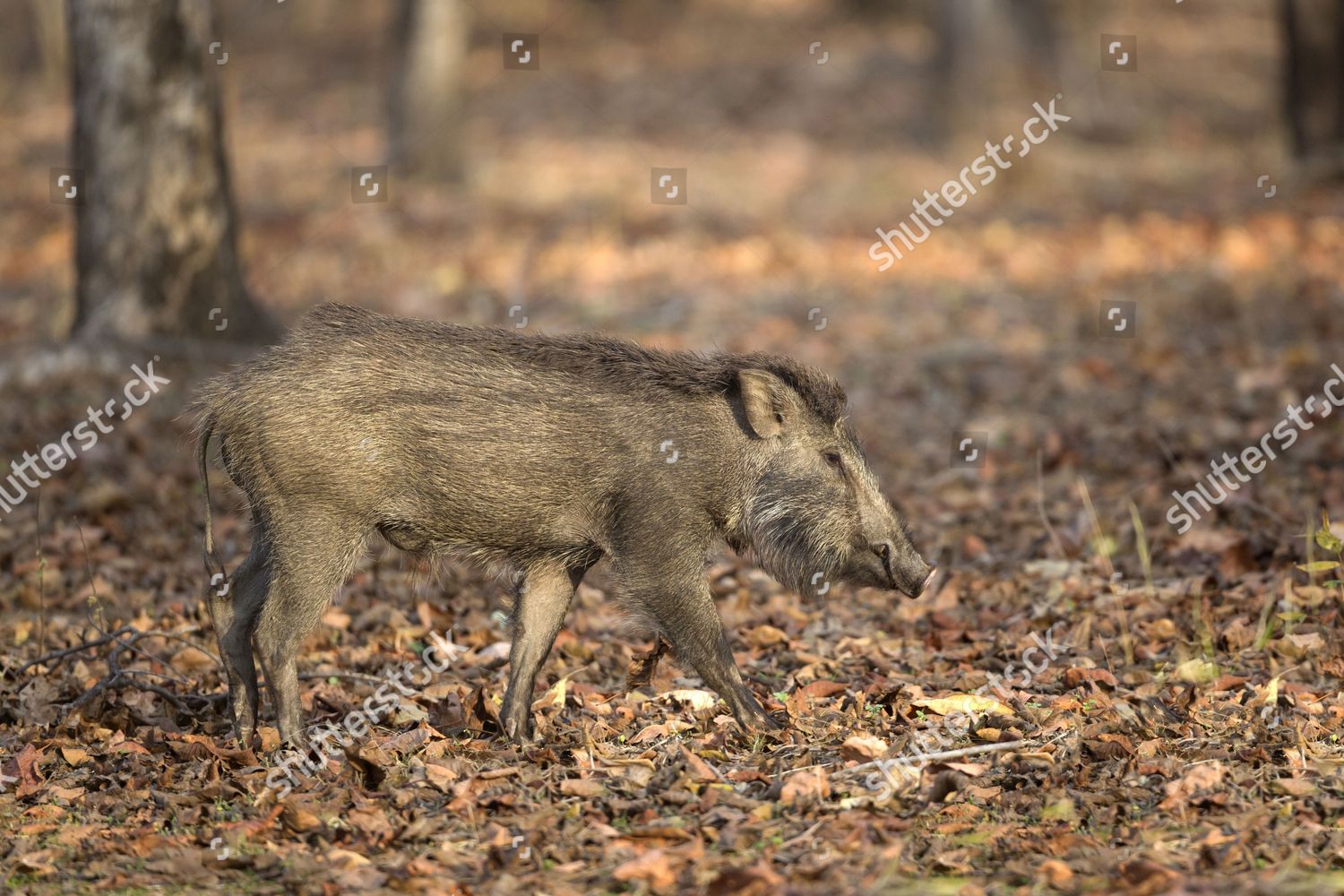 Indian Wild Boar Sus Scrofa Cristatus Editorial Stock Photo - Stock ...