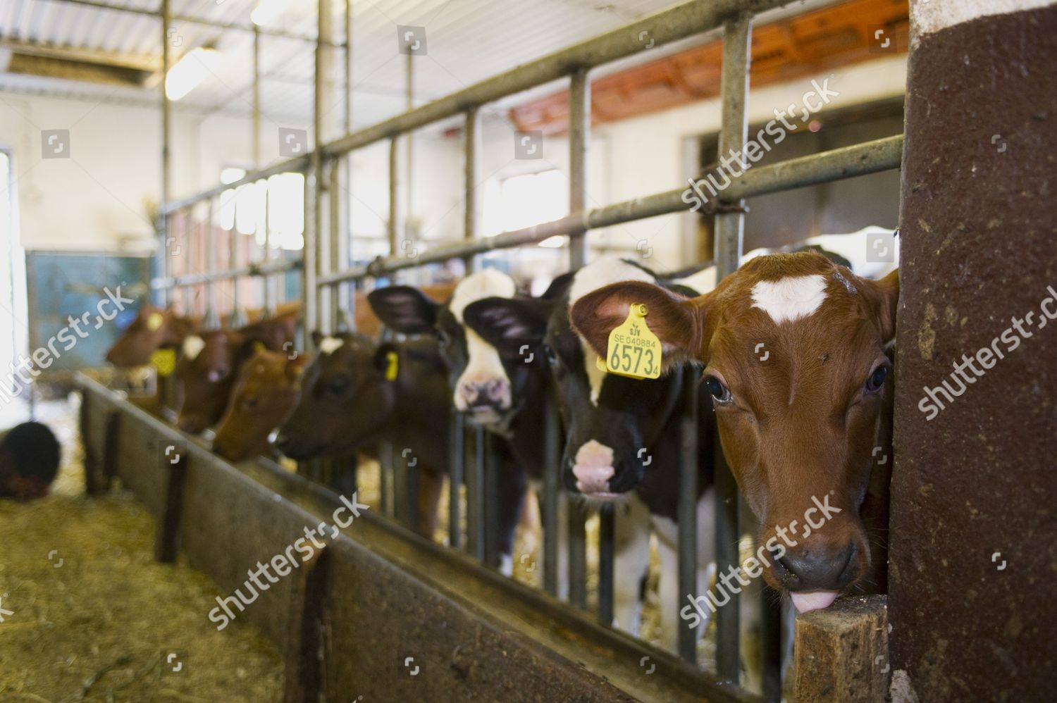 Domestic Cattle Dairy Calves Housed Indoors Editorial Stock Photo ...