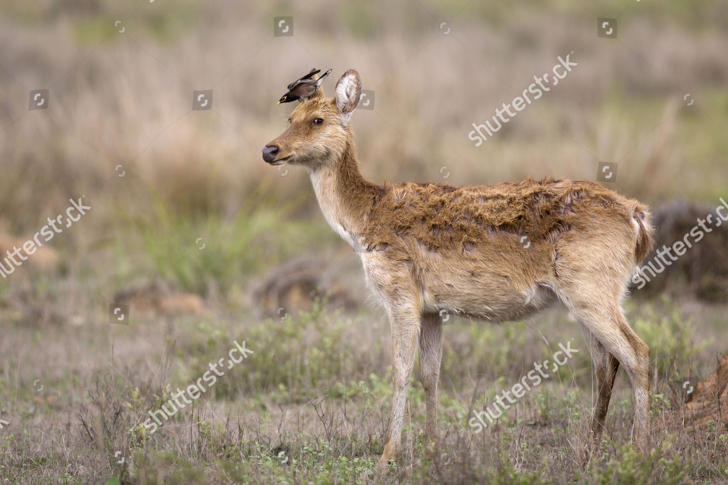 Swamp Deer Rucervus Duvaucelii Branderi Hardground Editorial Stock ...
