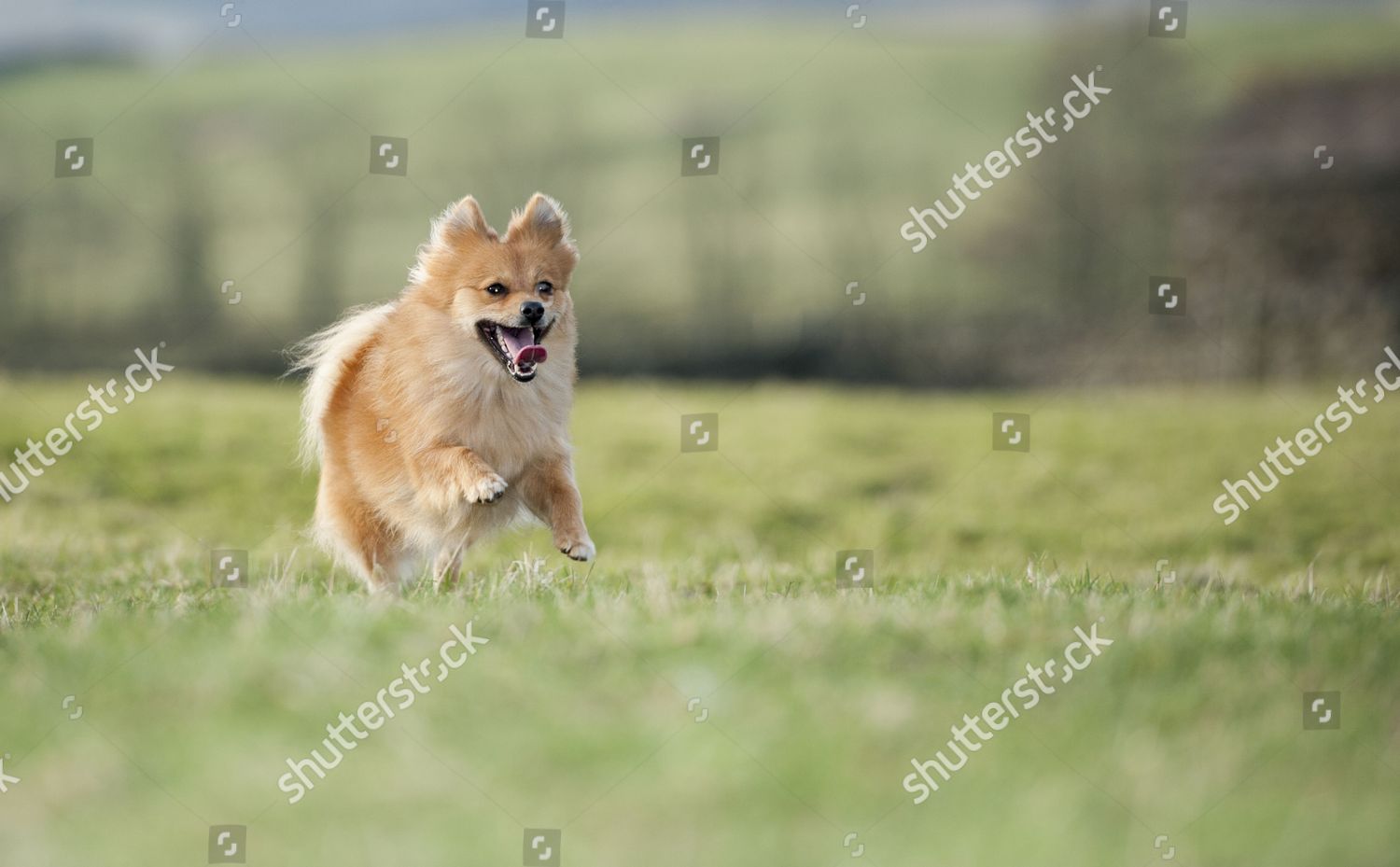 Domestic Dog Standard German Spitz Adult Editorial Stock Photo - Stock ...