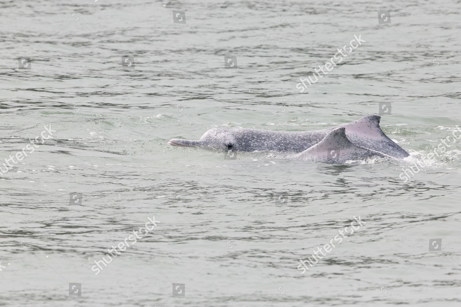Indopacific Humpback Dolphin Sousa Chinensis Chinensis Editorial Stock ...