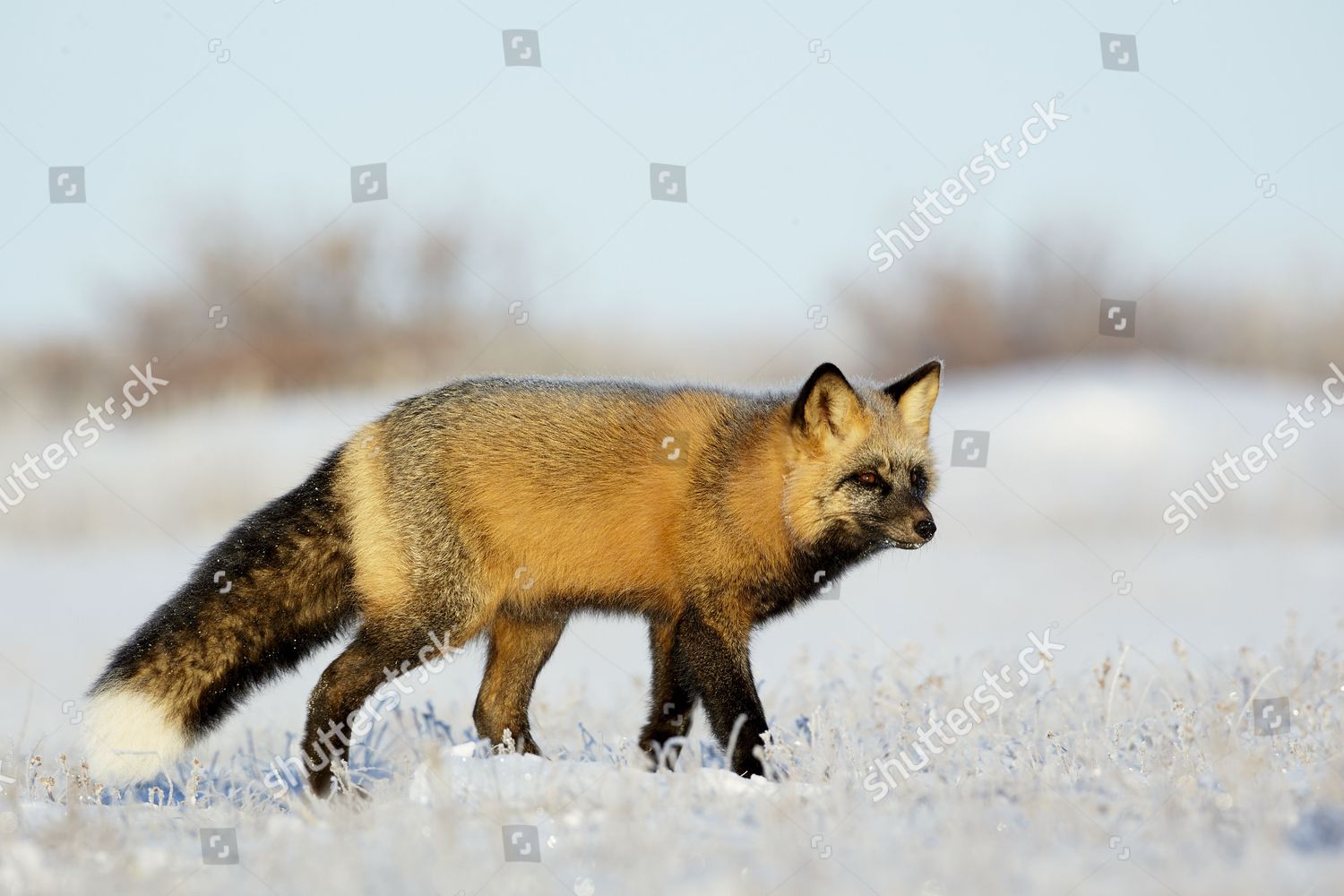 American Red Fox Vulpes Vulpes Fulva Editorial Stock Photo - Stock ...