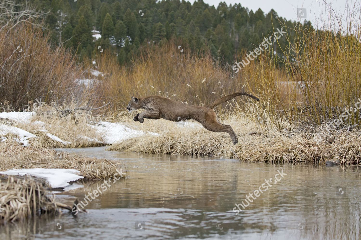 Puma Puma Concolor Adult Jumping Across Editorial Stock Photo - Stock ...