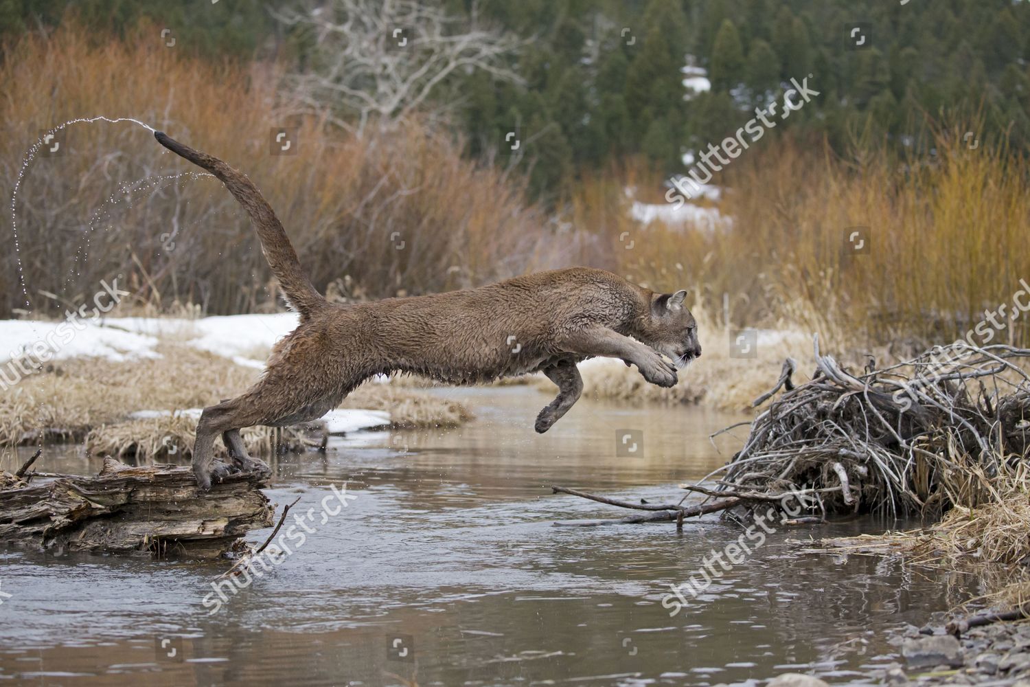 Puma Puma Concolor Adult Jumping Across Editorial Stock Photo - Stock ...