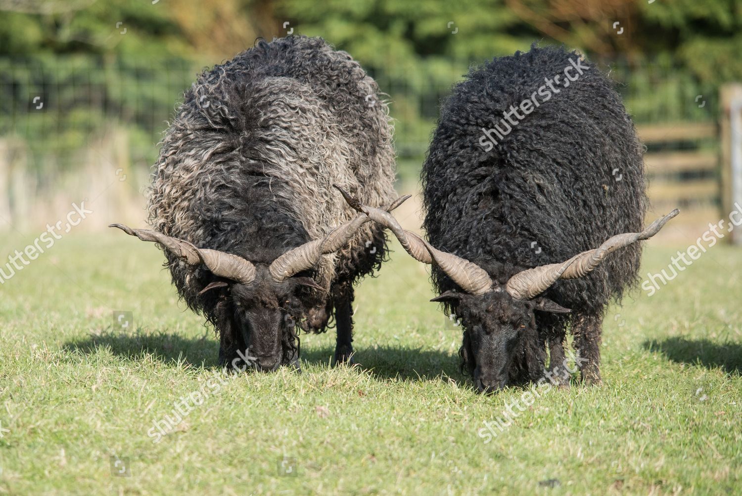 Domestic Sheep Racka Hungarian Multipurpose Breed Editorial Stock Photo ...