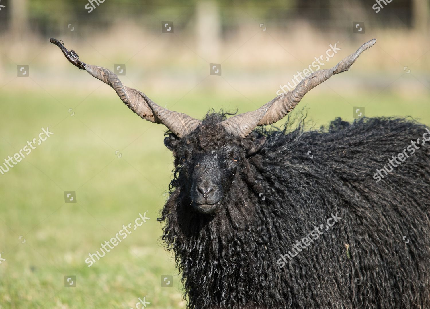 Domestic Sheep Racka Hungarian Multipurpose Breed Editorial Stock Photo ...