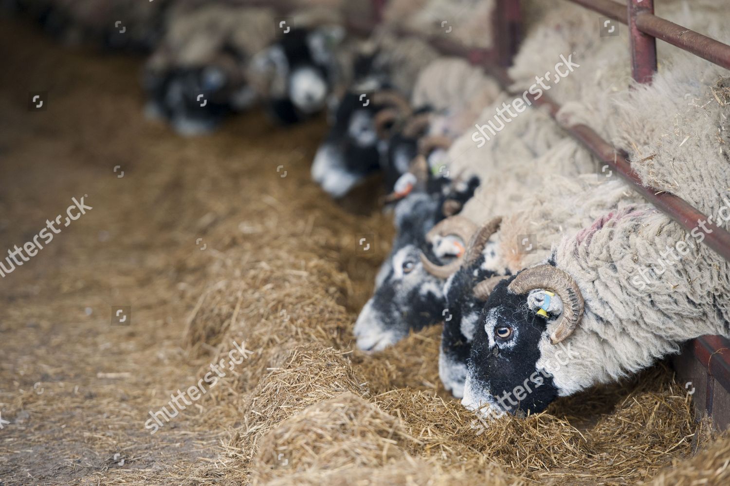 Domestic Sheep Swaledale Pregnant Ewes Lambing Editorial Stock Photo - Stock Image | Shutterstock