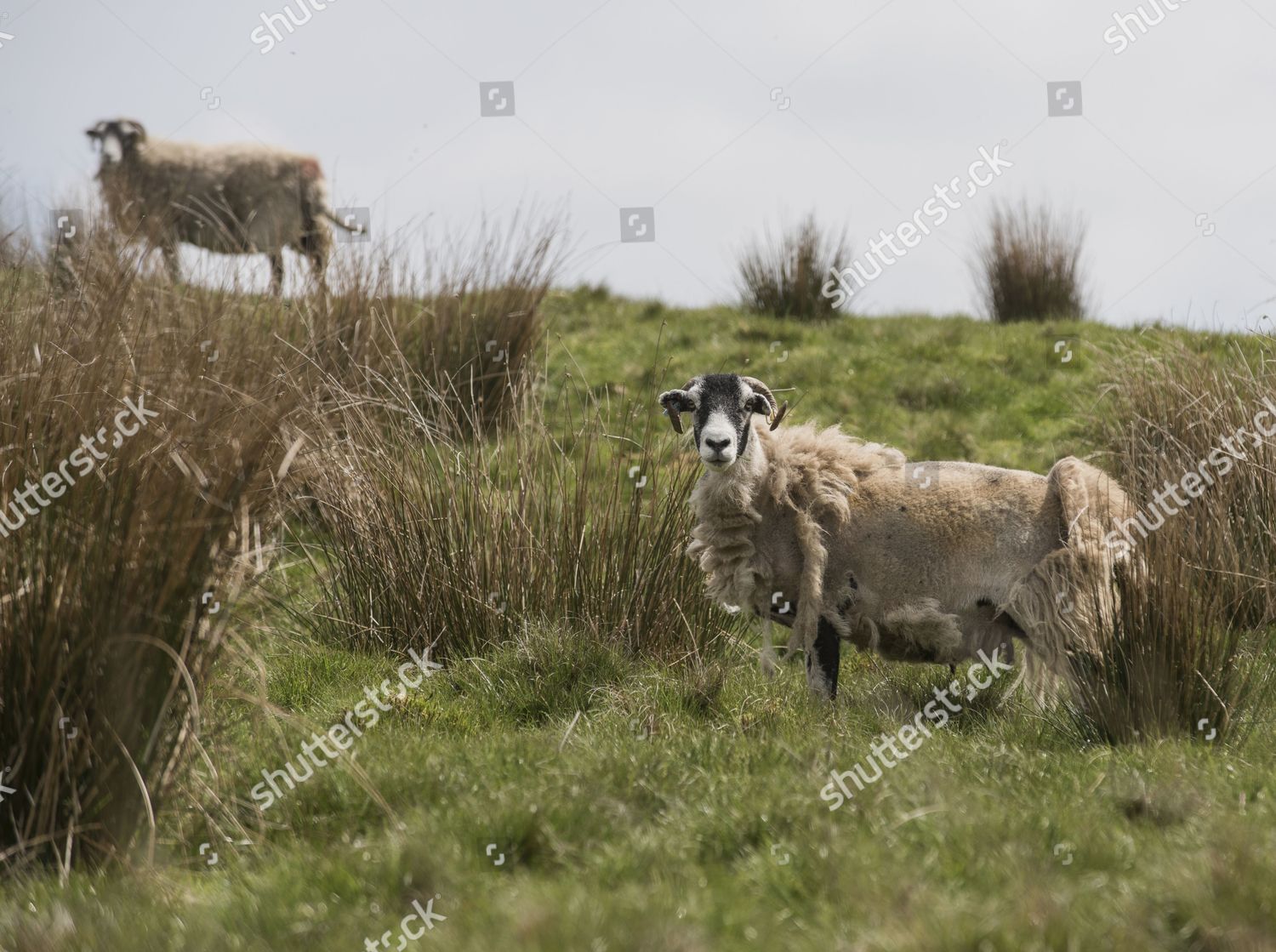 Domestic Sheep Swaledale Ewe Shedding Wool Editorial Stock Photo - Stock Image | Shutterstock