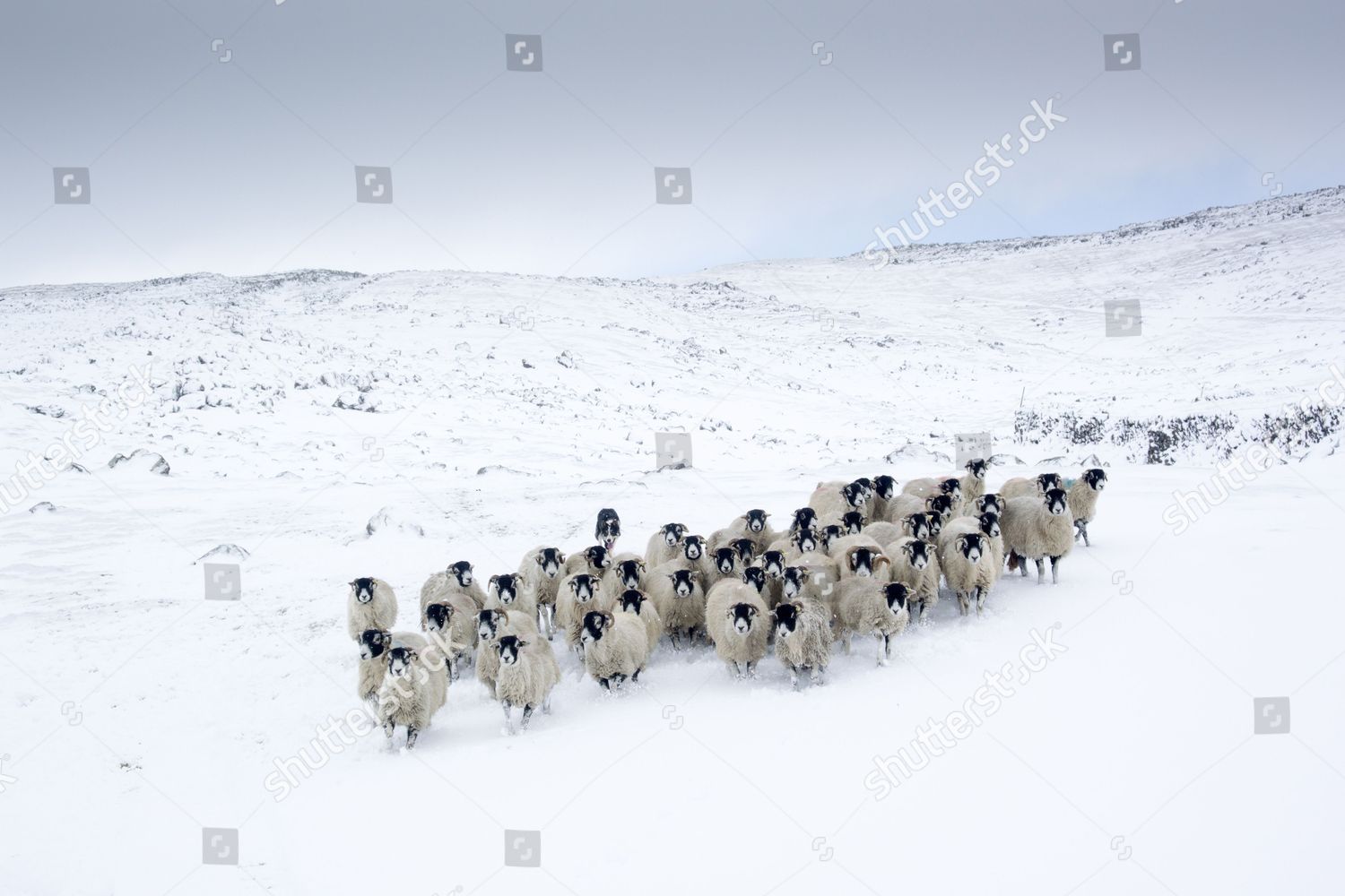 Domestic Sheep Swaledale Flock Making Way Editorial Stock Photo - Stock Image | Shutterstock