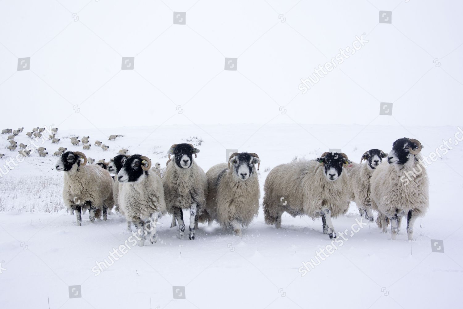 Domestic Sheep Swaledale Flock Making Way Editorial Stock Photo - Stock Image | Shutterstock