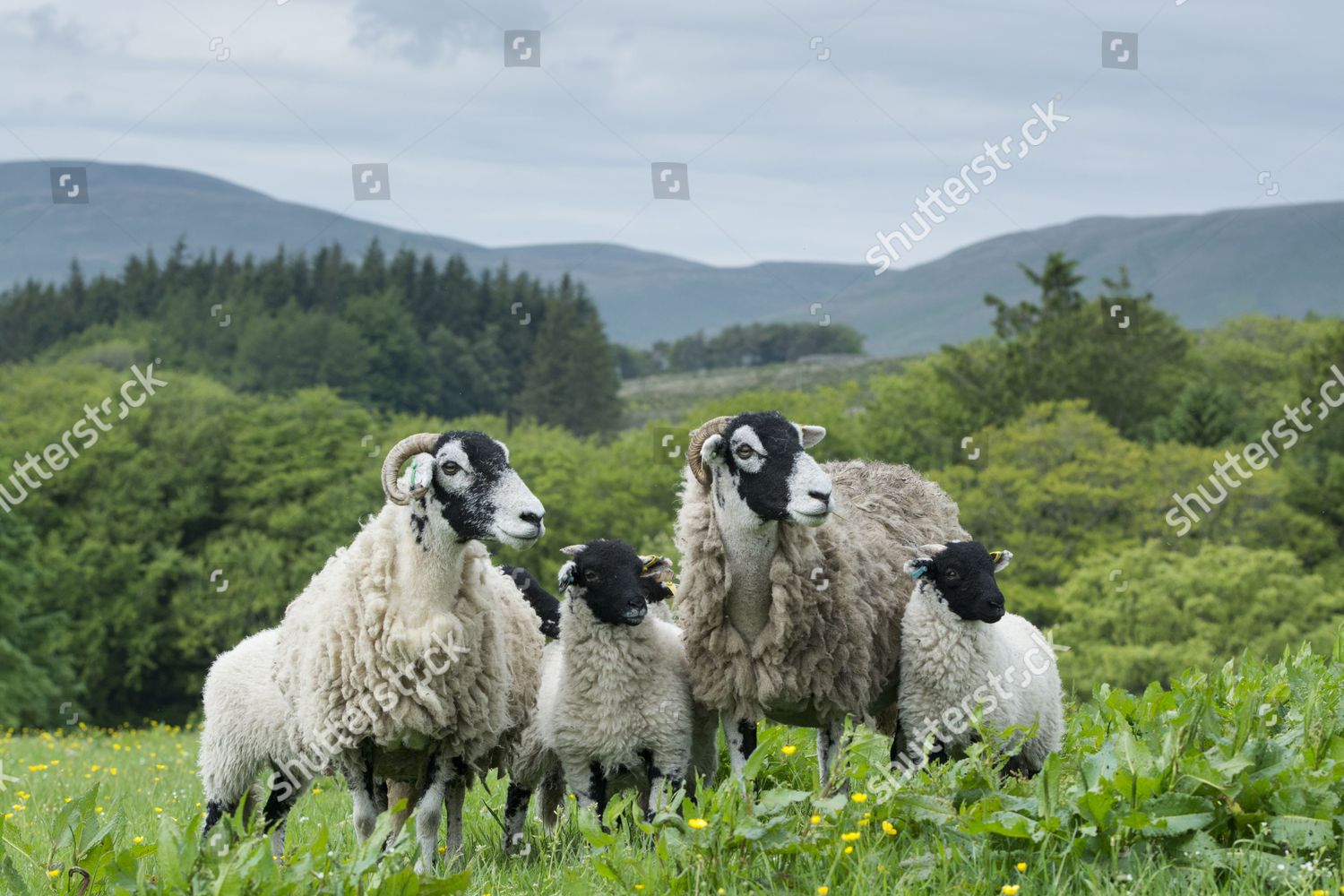 Domestic Sheep Swaledale Ewes Lambs Standing Editorial Stock Photo - Stock Image | Shutterstock