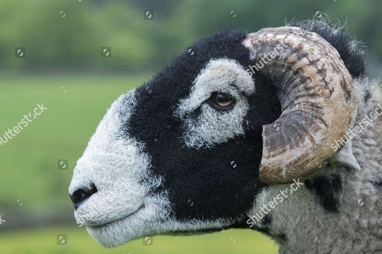 Domestic Sheep Swaledale Ram Closeup Head Editorial Stock Photo - Stock Image | Shutterstock
