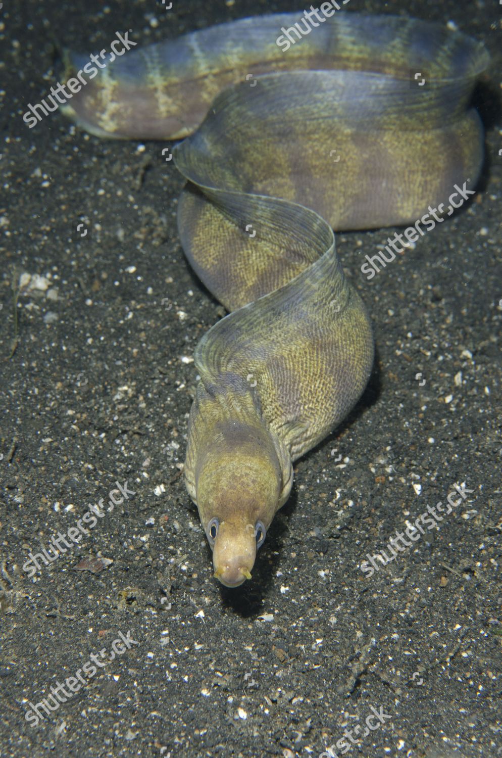 Barred Moray Eel Echidna Polyzona Adult Editorial Stock Photo - Stock ...