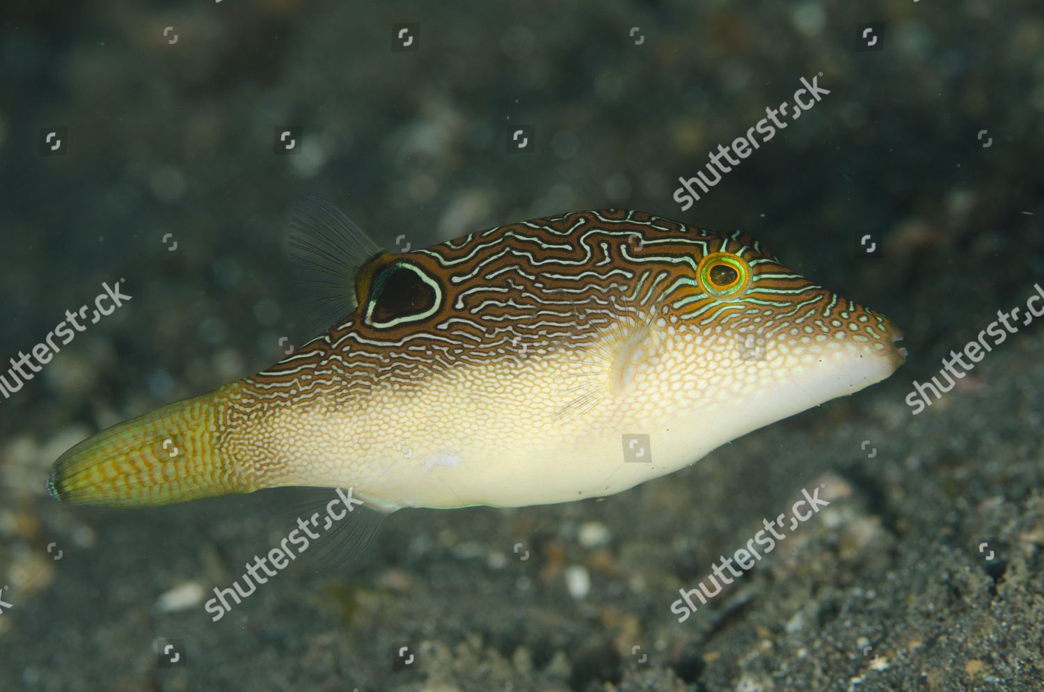 COMPRESSED TOBY CANTHIGASTER COMPRESSA ADULT SWIMMING Editorial Stock ...
