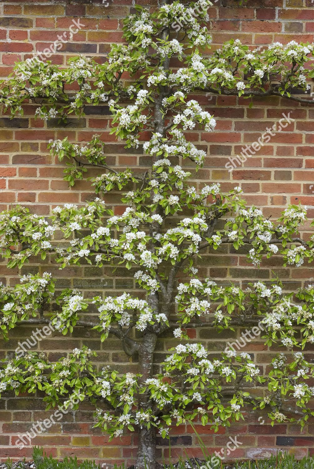 Common Pear Pyrus Communis Flowering Espalier Editorial Stock Photo ...