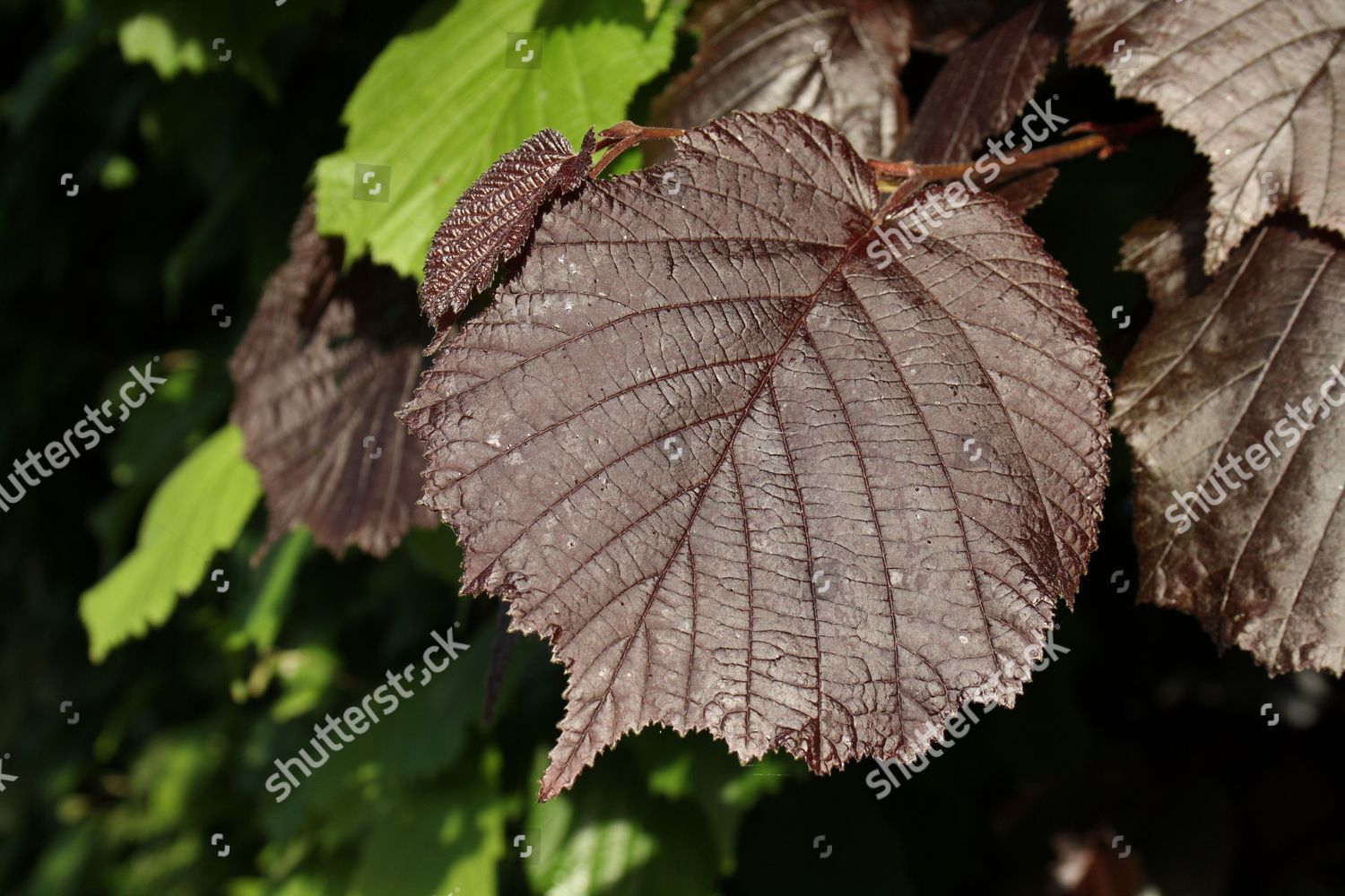 Filbert Corylus Maxima Purpurea Closeup Leaf Editorial Stock Photo ...