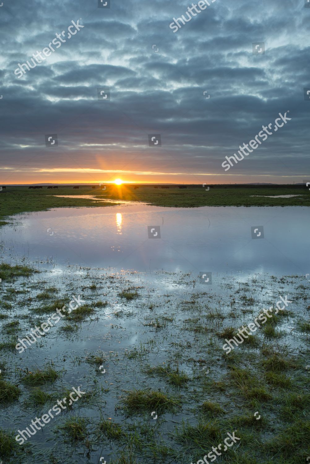 View Flooded Coastal Grazing Marsh Habitat Editorial Stock Photo ...