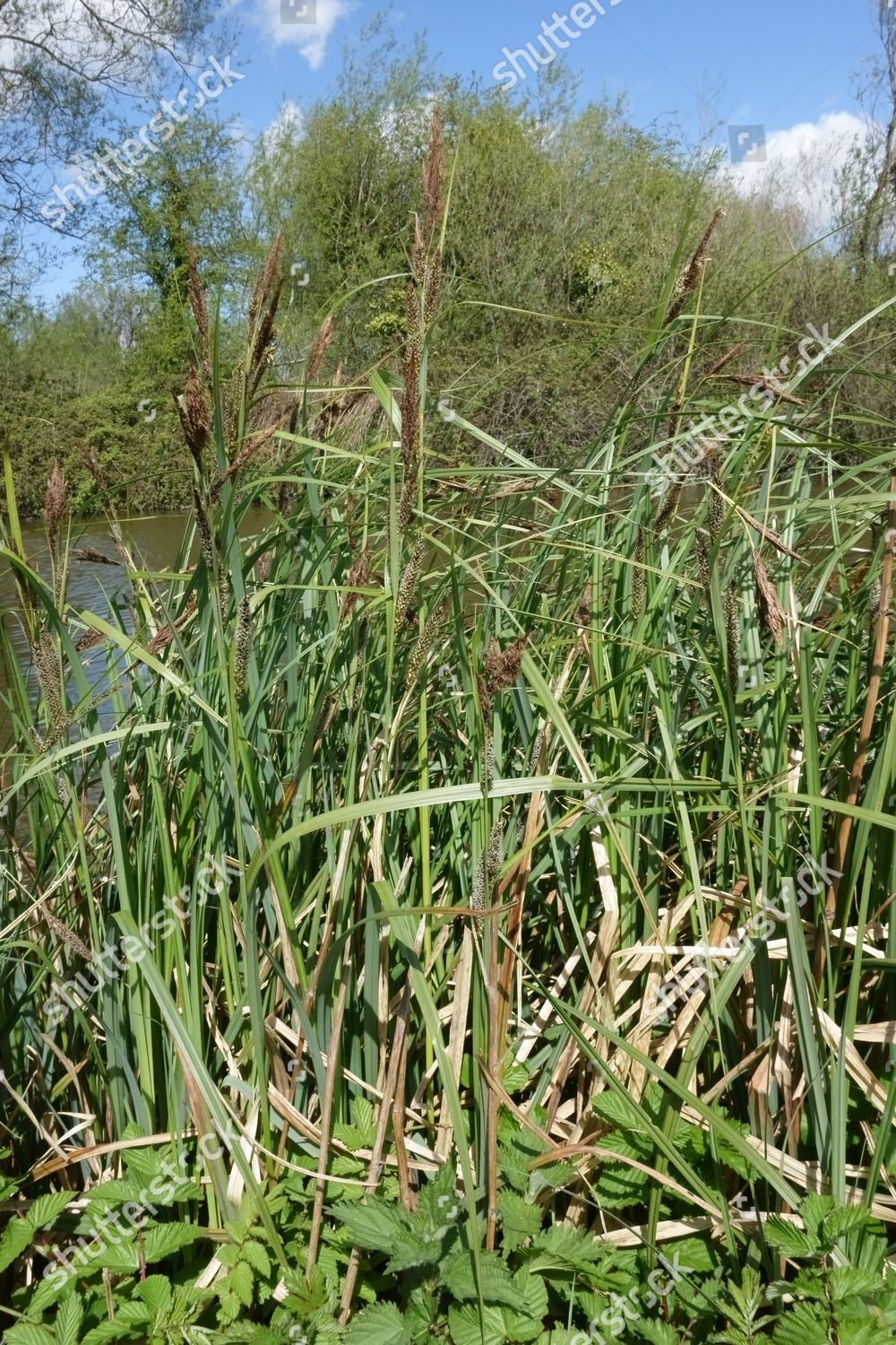 Common Black Sedge Carex Nigra Flowering Editorial Stock Photo - Stock ...