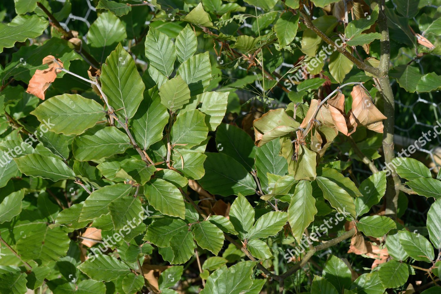 Wooly Beech Aphid Phyllaphis Fagi Damage Editorial Stock Photo - Stock ...