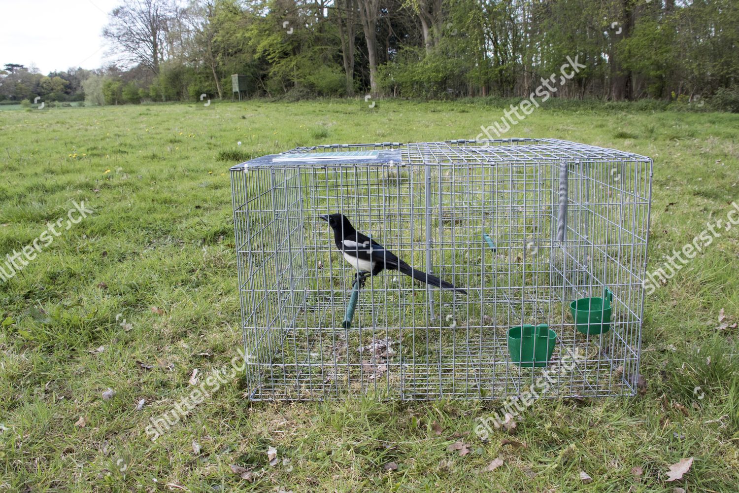 Larsen Trap Used Catch Magpies Other Editorial Stock Photo - Stock ...