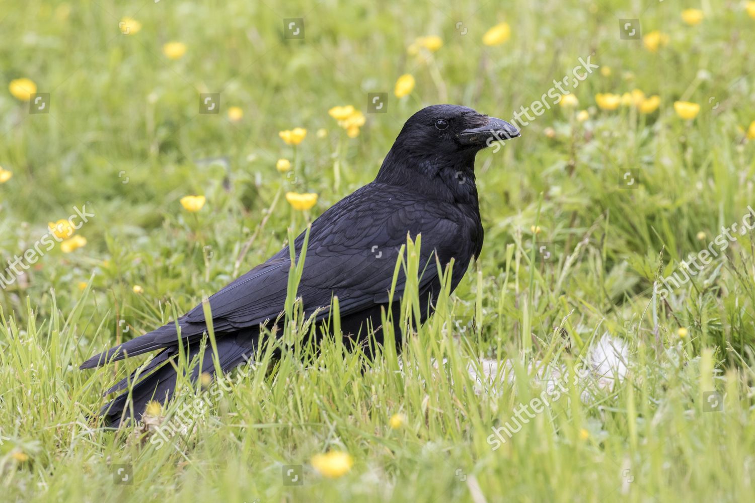 Carrion Crow Field They Predator Young Editorial Stock Photo - Stock ...