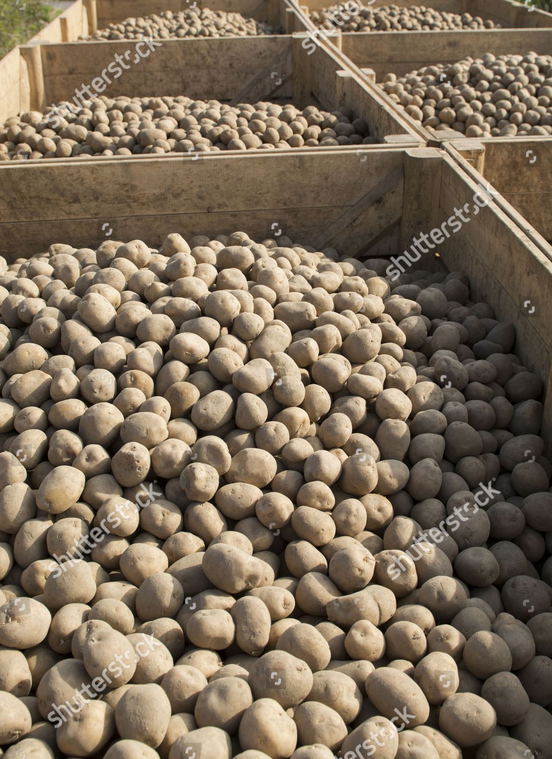 Potato Solanum Tuberosum Crop Seed Tubers Editorial Stock Photo - Stock ...