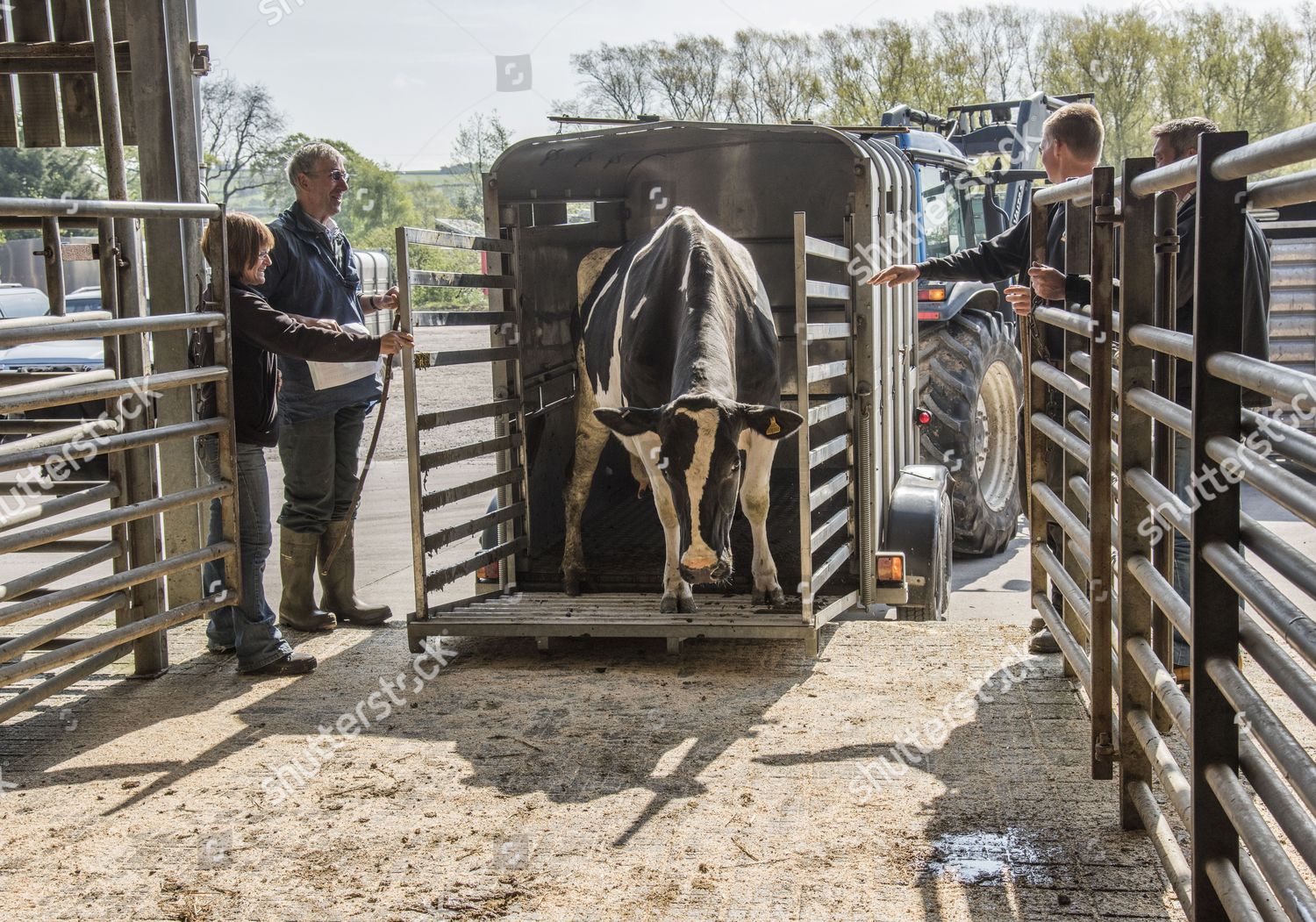 Livestock Market Unloading Cast Dairy Cow Editorial Stock Photo - Stock ...