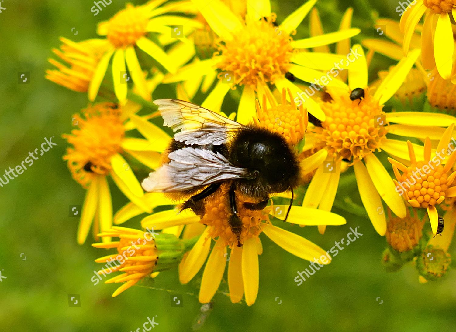 Bee On Common Ragwort Editorial Stock Photo - Stock Image | Shutterstock