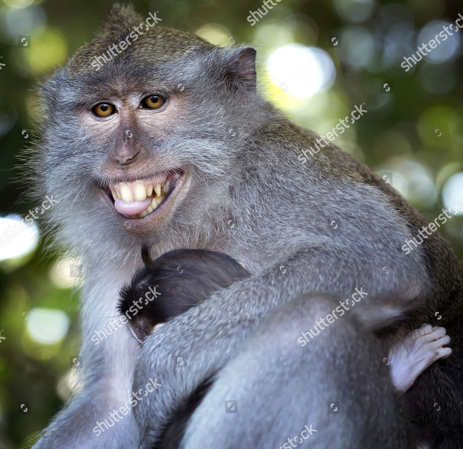 Smiling Monkey Poking Tongue Out Editorial Stock Photo - Stock Image ...